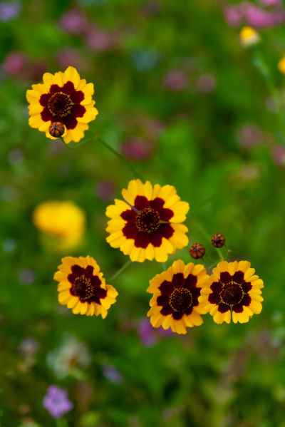 About – Ashley Shires